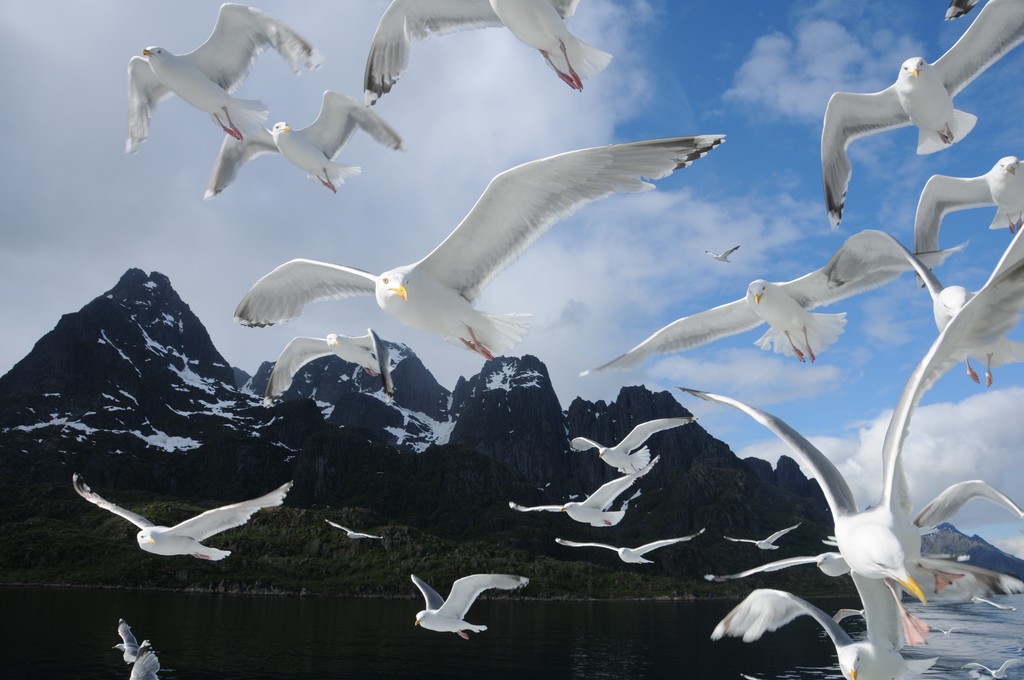 Croaziera Fiordurile Norvegiei si Capul Nord cu Hurtigruten 12 zile
